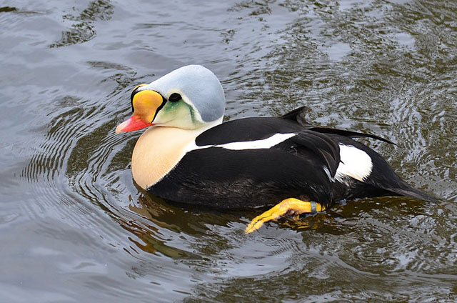 King Eider King Eider – Norsk Polarinstitutt