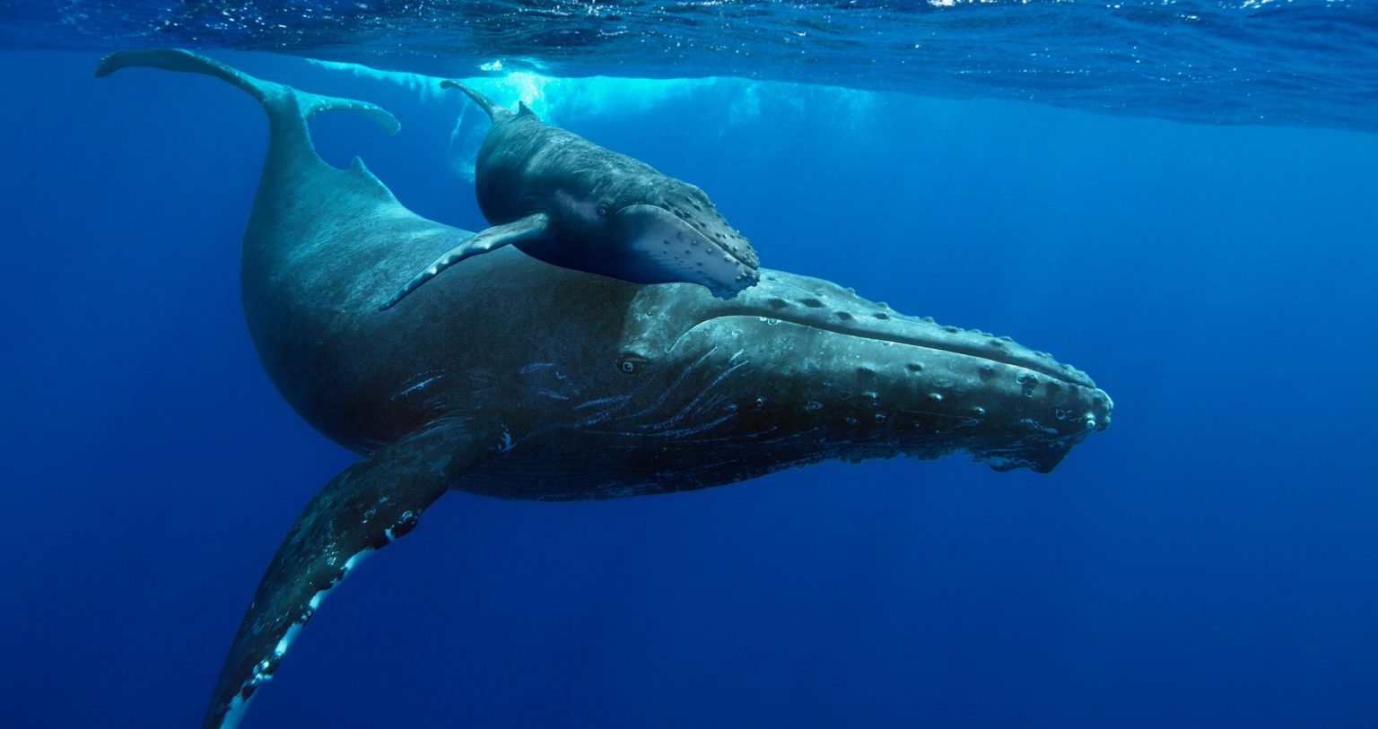 One World One Ocean – The Ocean's Storyteller