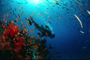 Your Chance to Go On Location with One World One Ocean – One World One ...