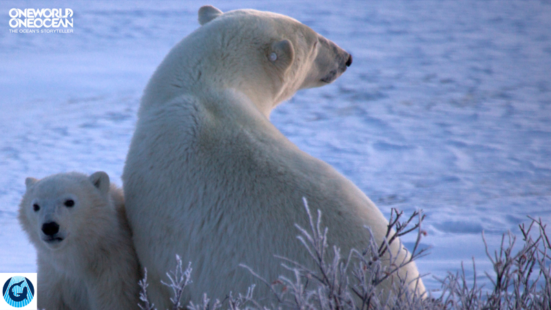 Downloads – One World One Ocean