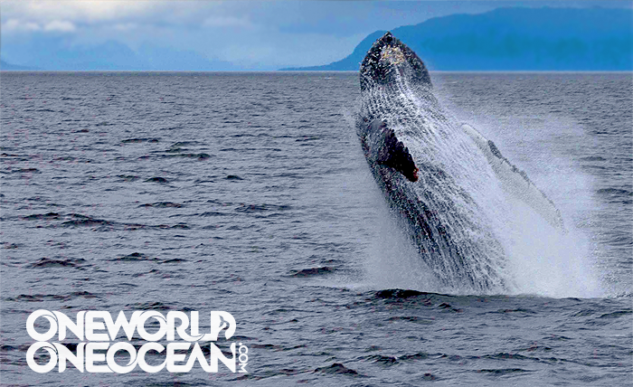 Thanks – One World One Ocean