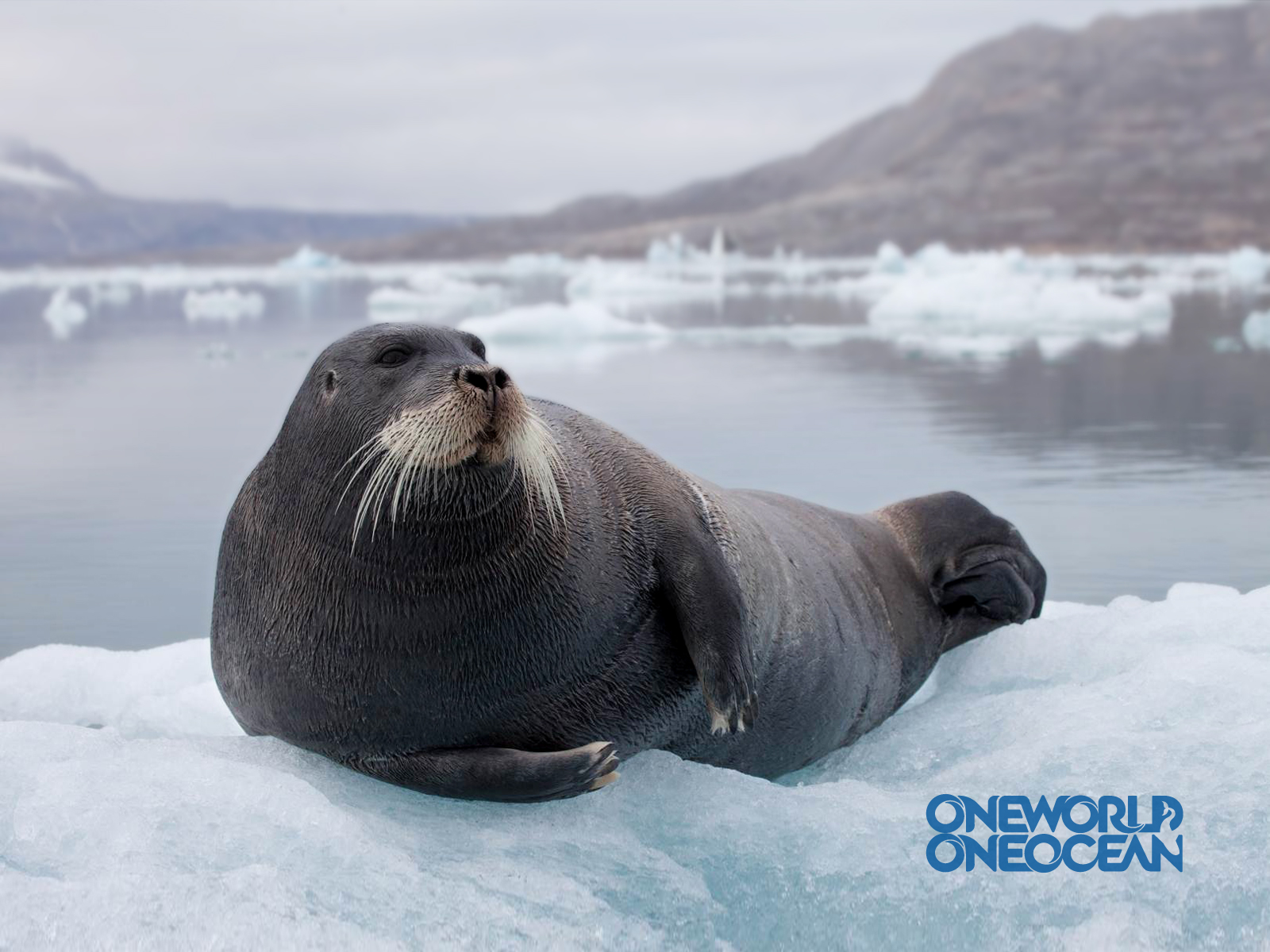 Downloads – One World One Ocean