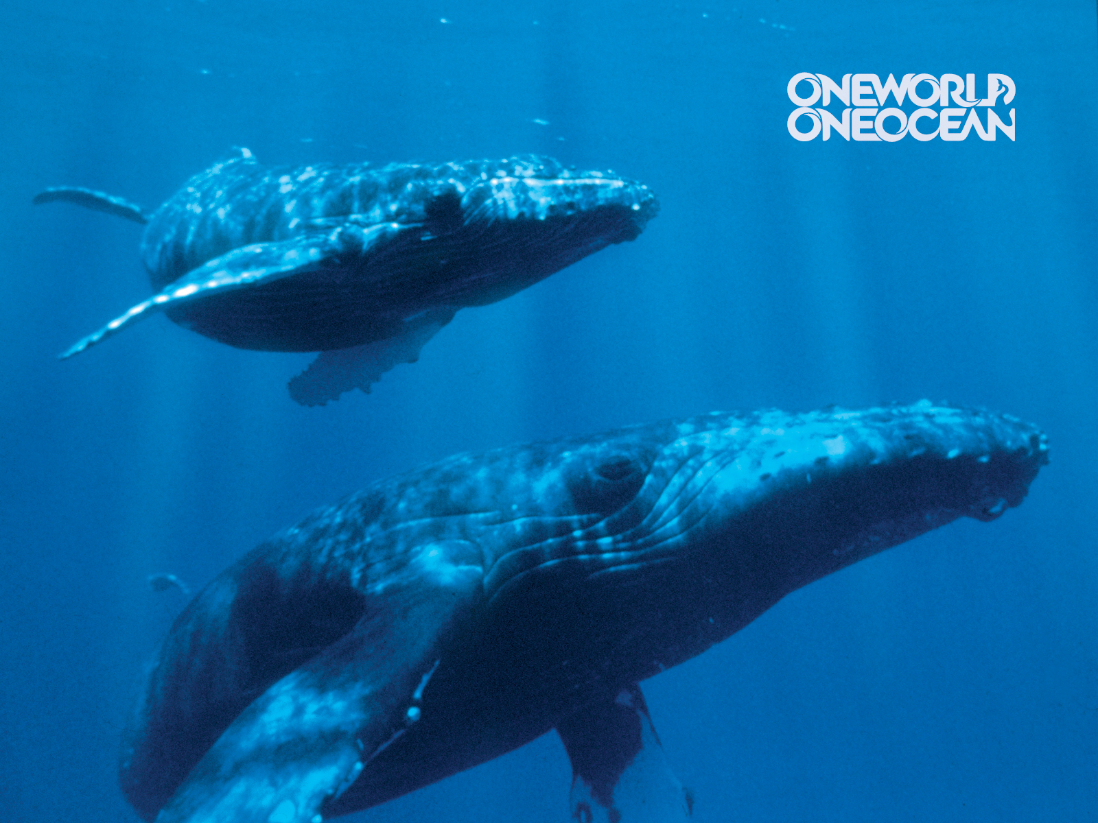 Downloads – One World One Ocean